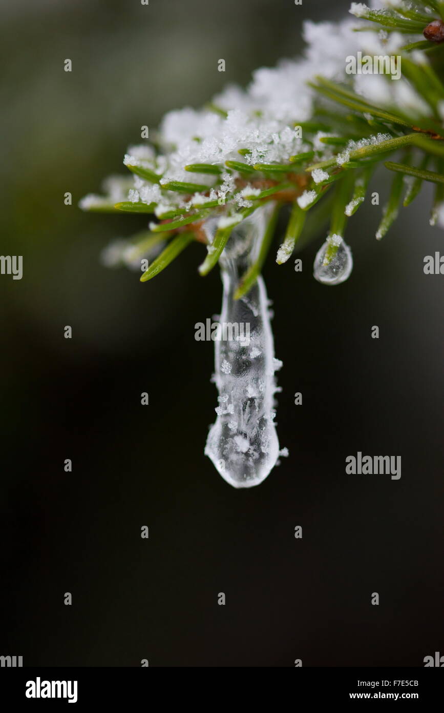 christmas evergreen spruce pine tree in nature covered with fresh snow ...