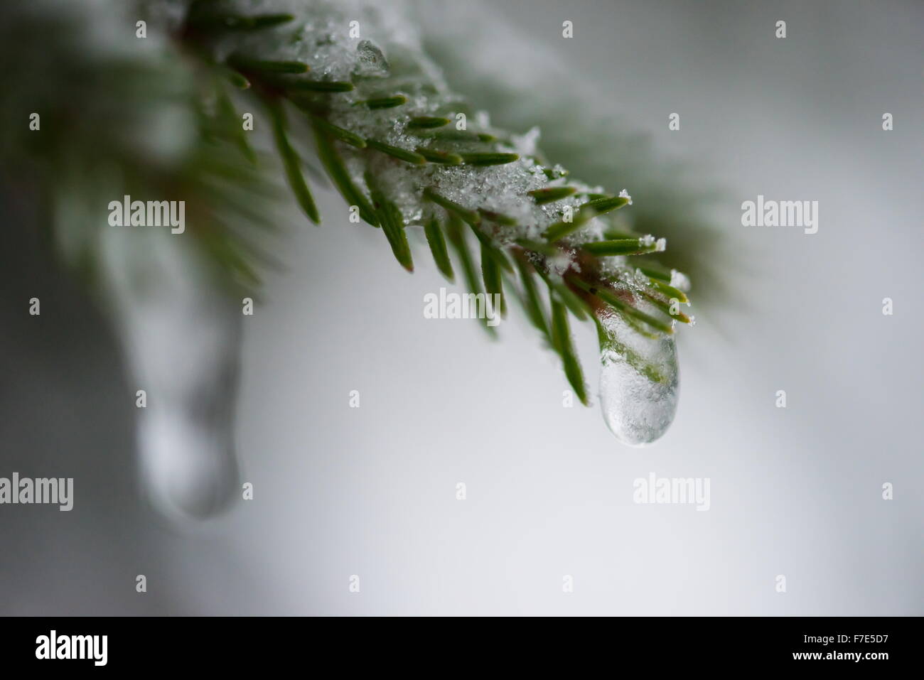 christmas evergreen spruce pine tree in nature covered with fresh snow ...