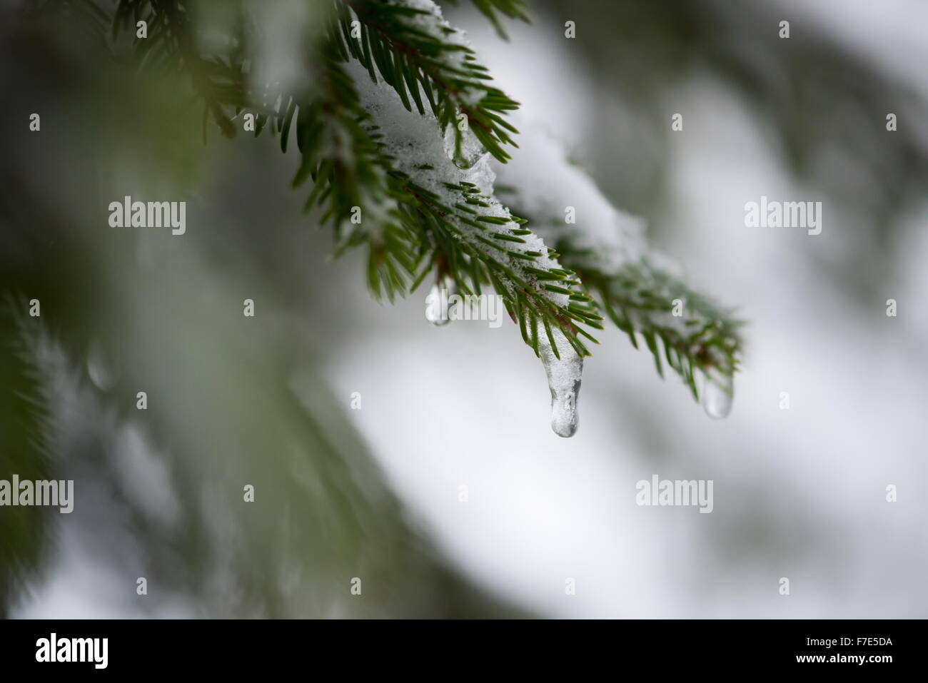 christmas evergreen spruce pine tree in nature covered with fresh snow ...