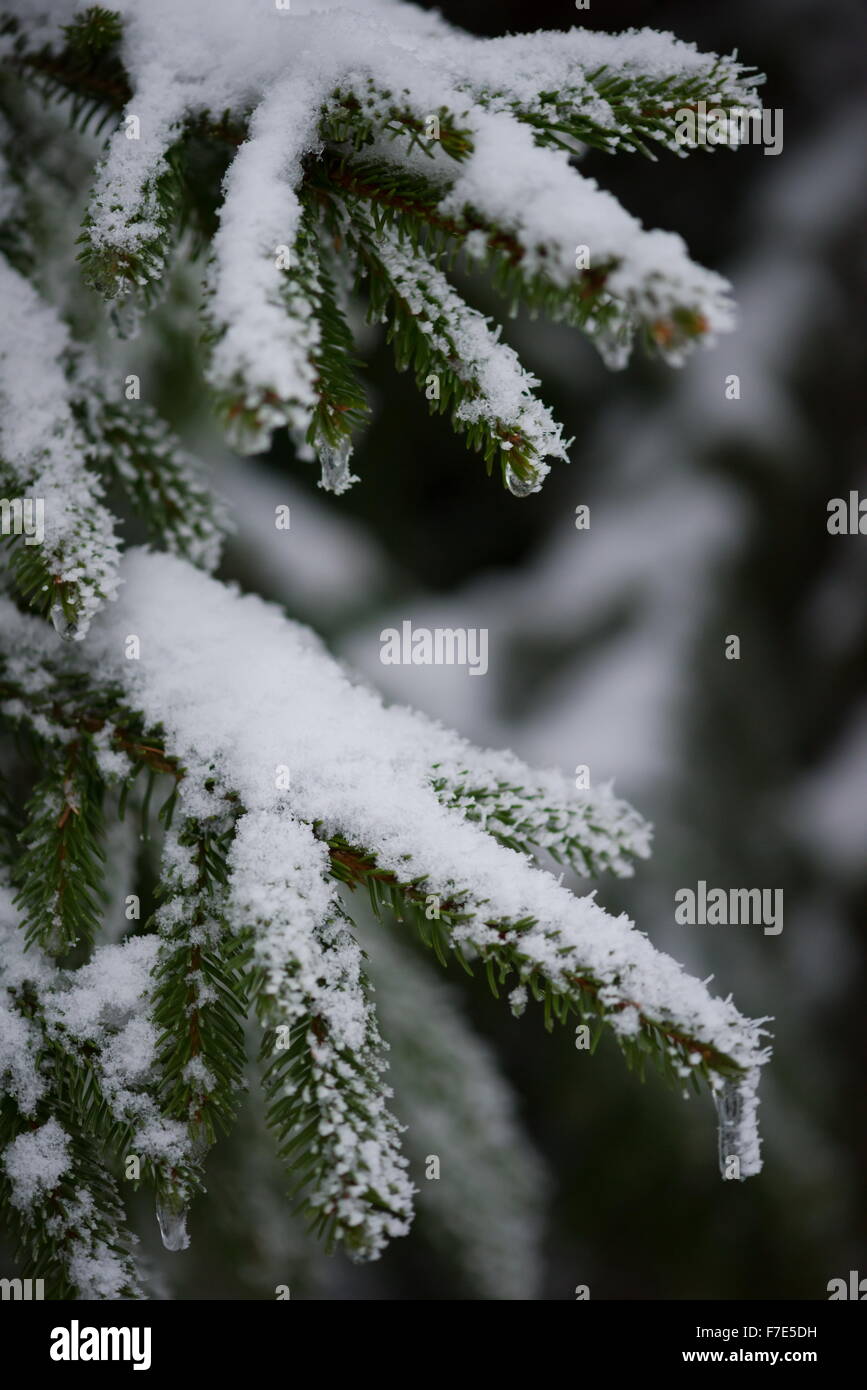christmas evergreen spruce pine tree in nature covered with fresh snow ...