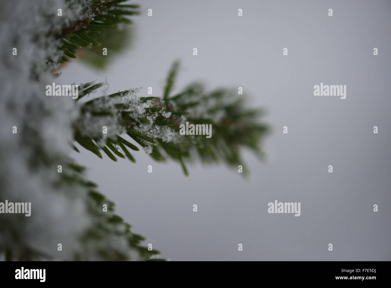 christmas evergreen spruce pine tree in nature covered with fresh snow ...