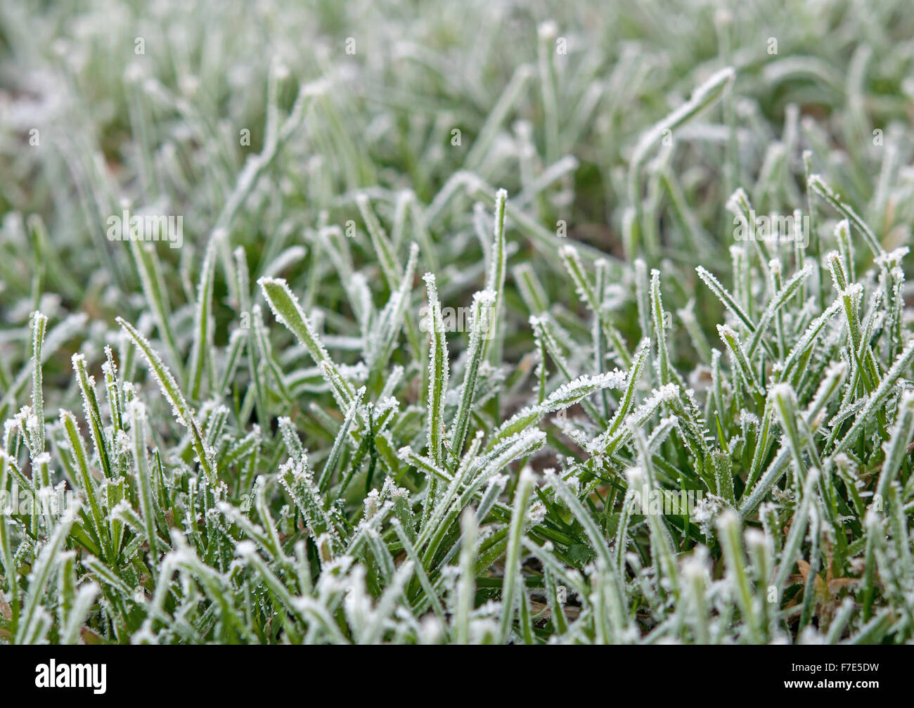 Green grass and white snow hi-res stock photography and images - Alamy