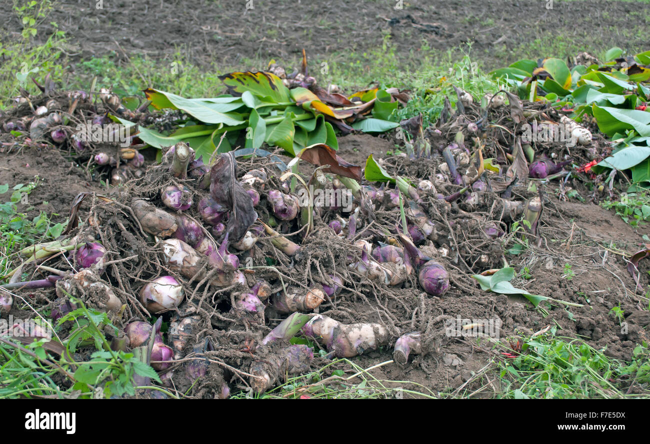 Roots and flowers hi-res stock photography and images - Alamy