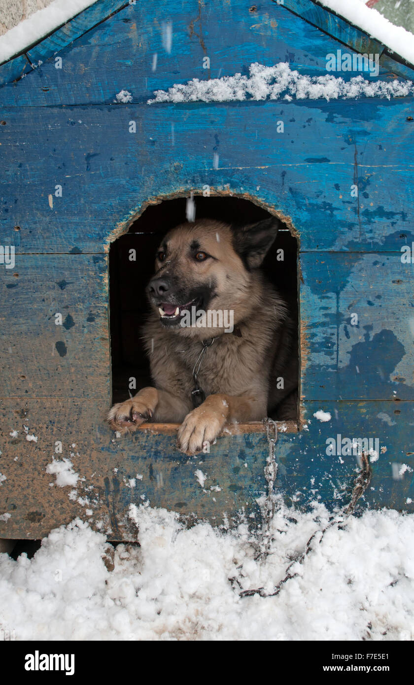 Winter. Sheep dog is in a house Stock Photo - Alamy