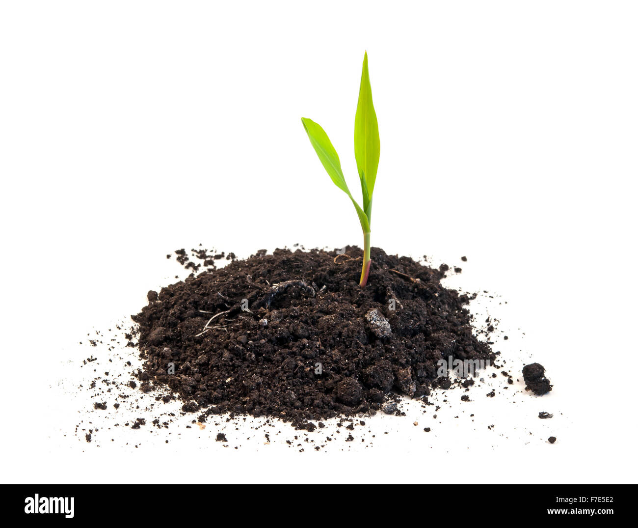 corn seedling isolated on white background Stock Photo - Alamy