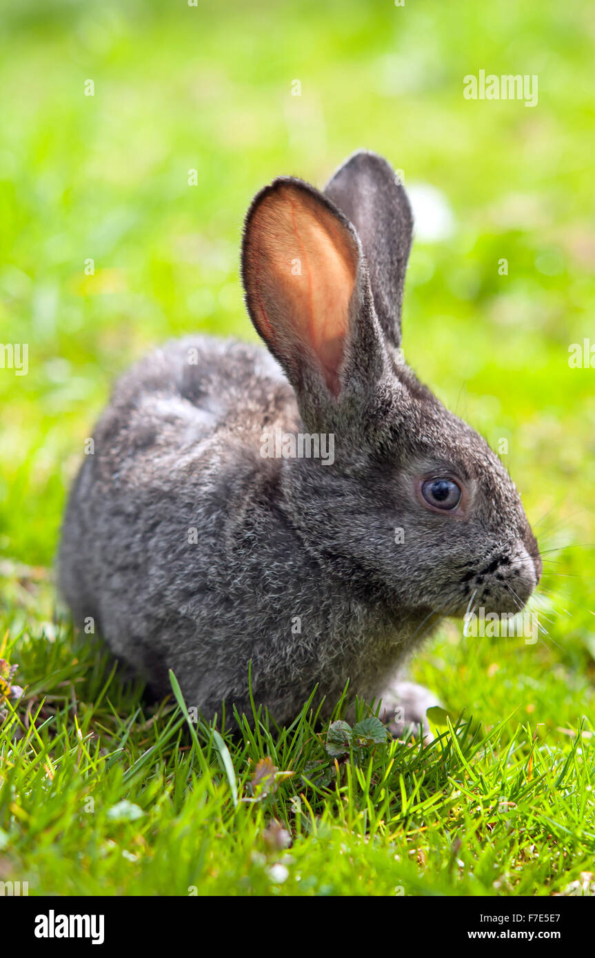 little rabbit on green grass background Stock Photo - Alamy