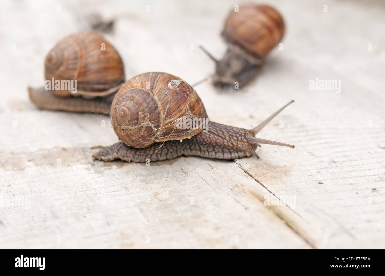 Edible Snails Other Name at Tom Wildes blog