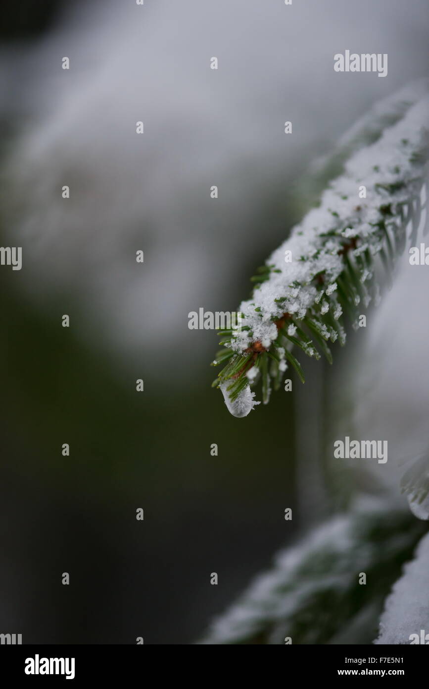 christmas evergreen spruce pine tree in nature covered with fresh snow ...
