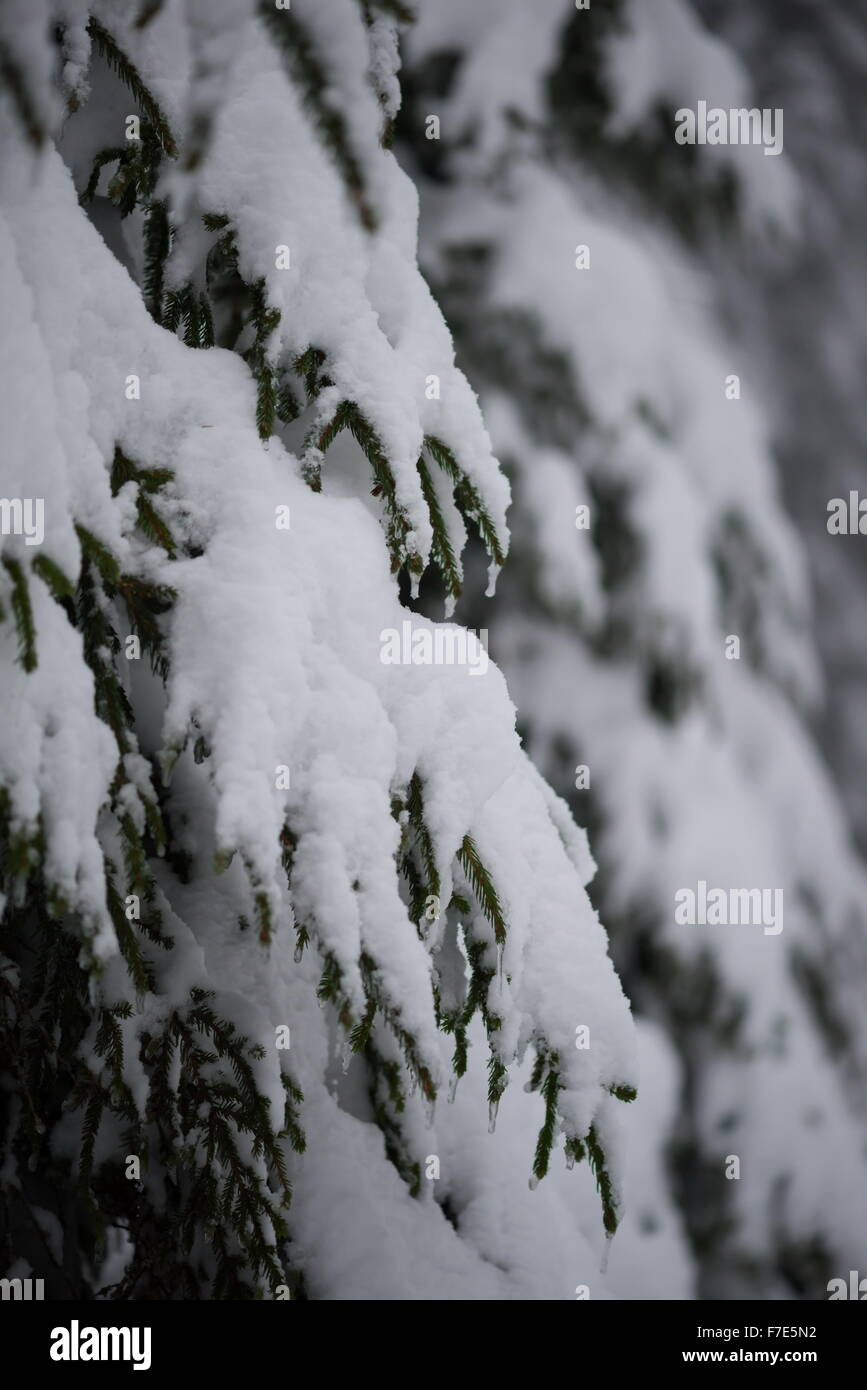 christmas evergreen spruce pine tree in nature covered with fresh snow ...