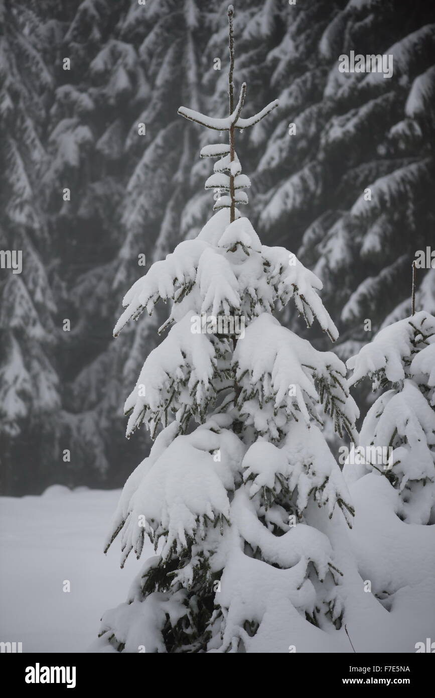 christmas evergreen spruce pine tree in nature covered with fresh snow ...