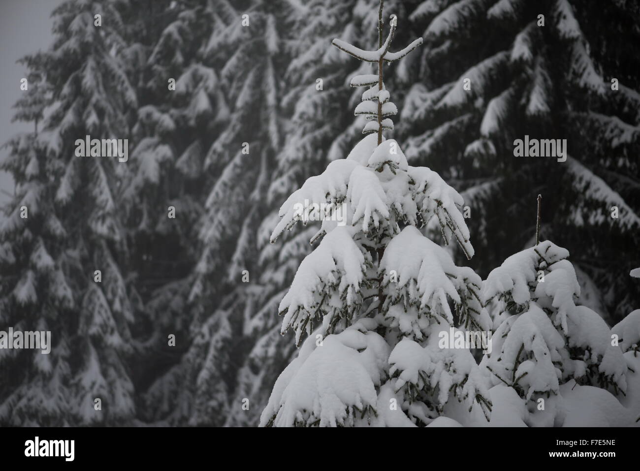 christmas evergreen spruce pine tree in nature covered with fresh snow ...