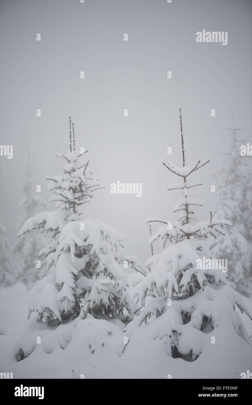 christmas evergreen spruce pine tree in nature covered with fresh snow ...