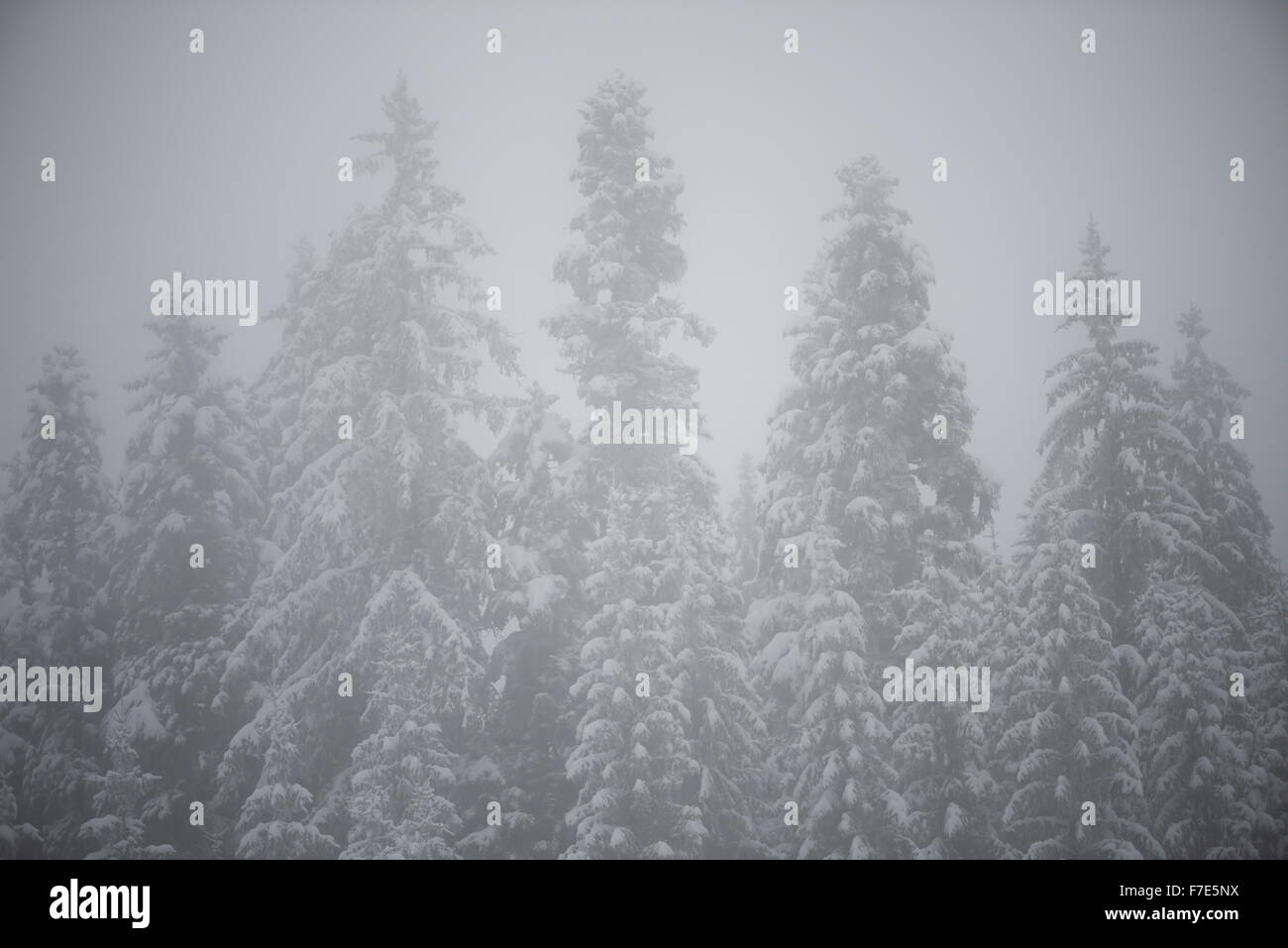 christmas evergreen spruce pine tree in nature covered with fresh snow ...