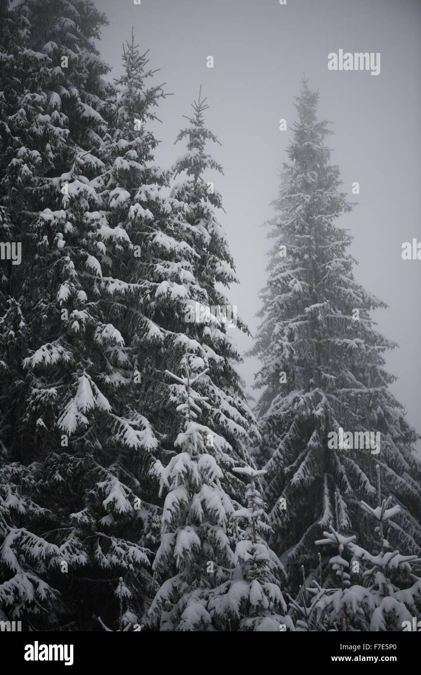 christmas evergreen spruce pine tree in nature covered with fresh snow ...