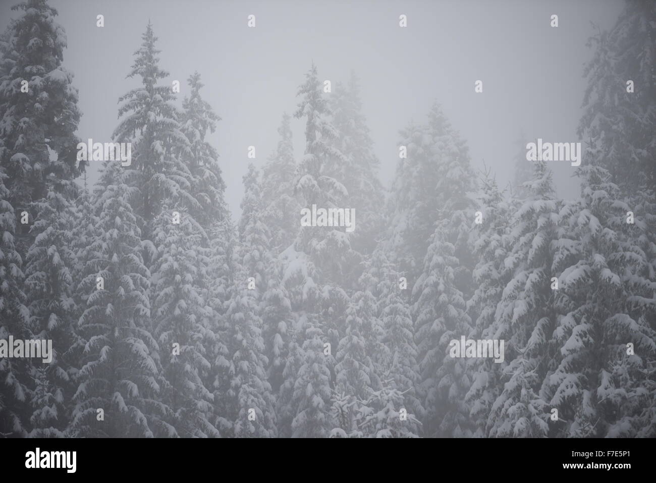 christmas evergreen spruce pine tree in nature covered with fresh snow ...