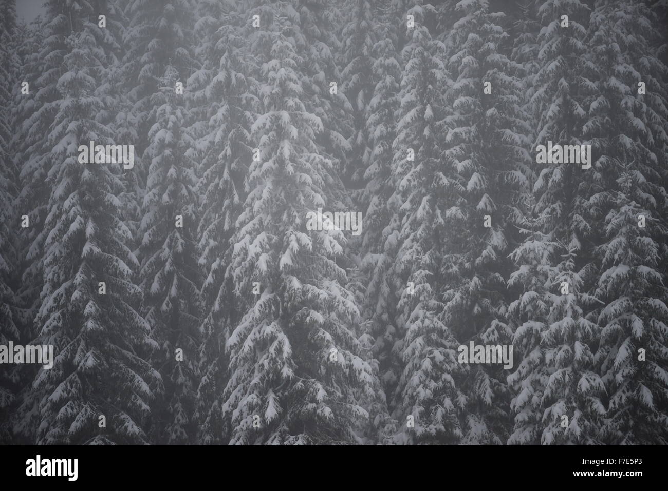 christmas evergreen spruce pine tree in nature covered with fresh snow ...