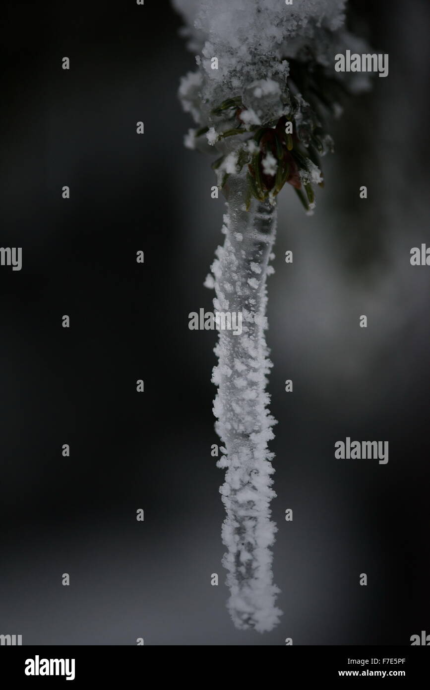 christmas evergreen spruce pine tree in nature covered with fresh snow ...