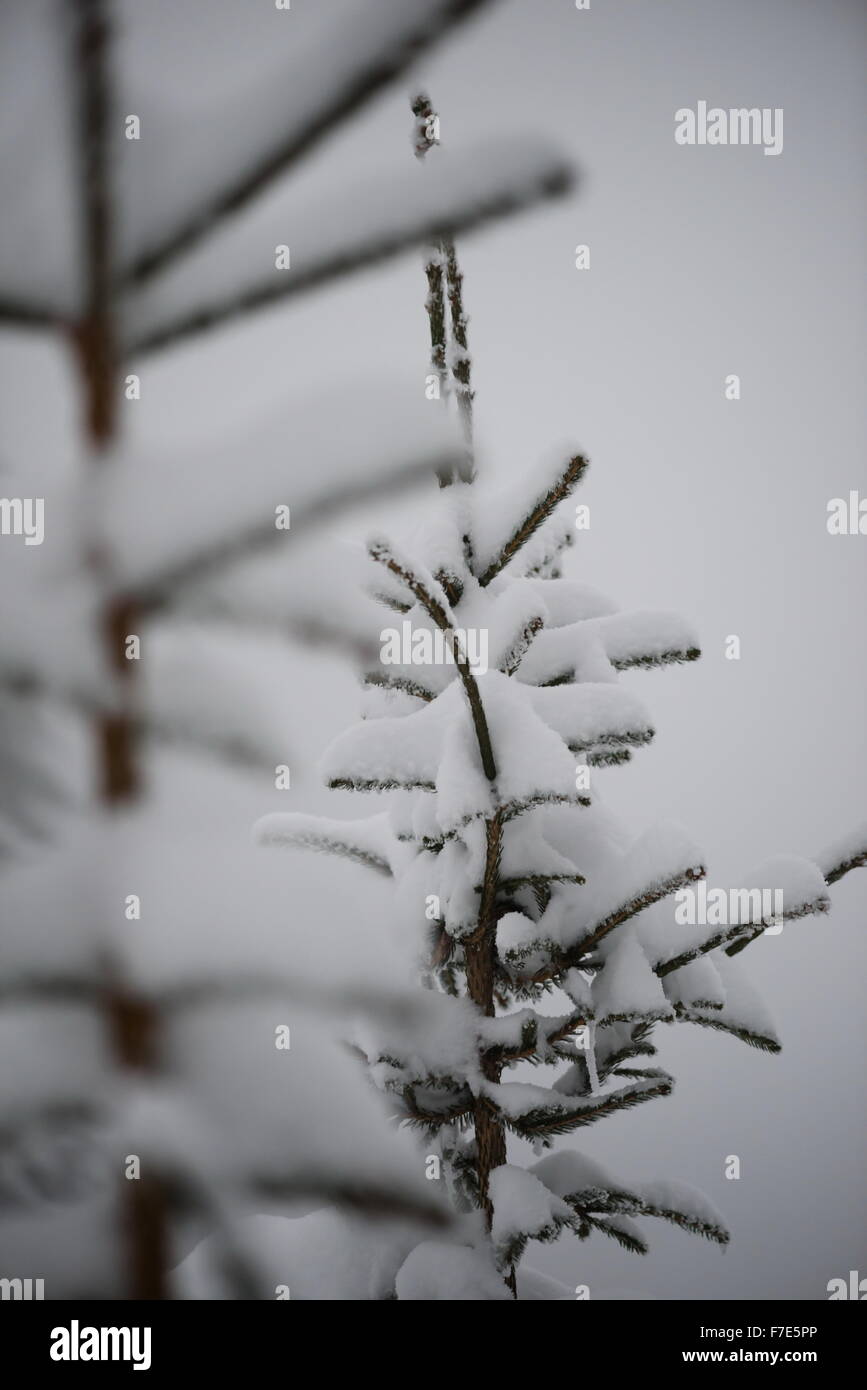 christmas evergreen spruce pine tree in nature covered with fresh snow ...