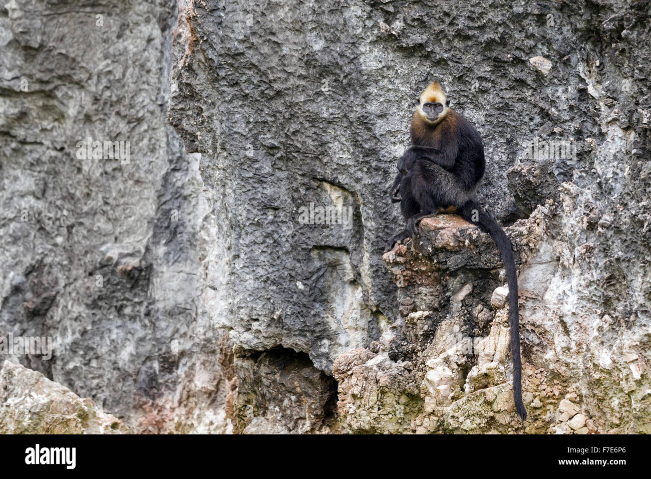 Cat ba langur hi-res stock photography and images - Alamy
