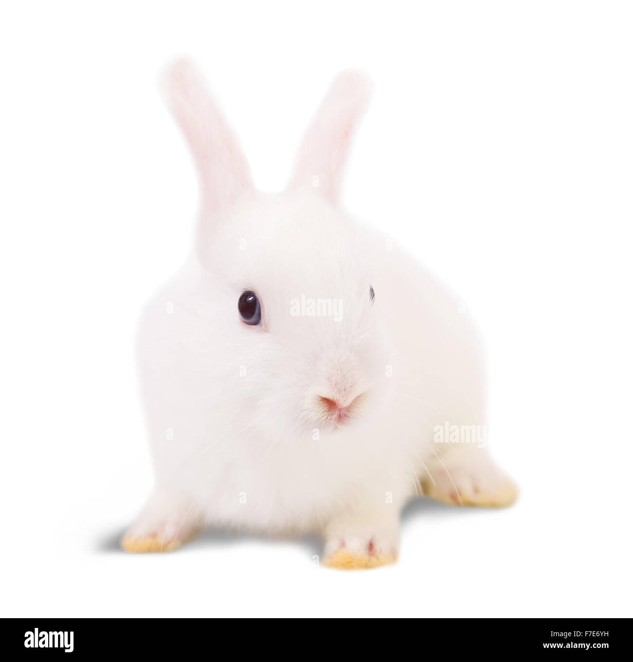 Little white rabbit. Isolated on white background Stock Photo - Alamy