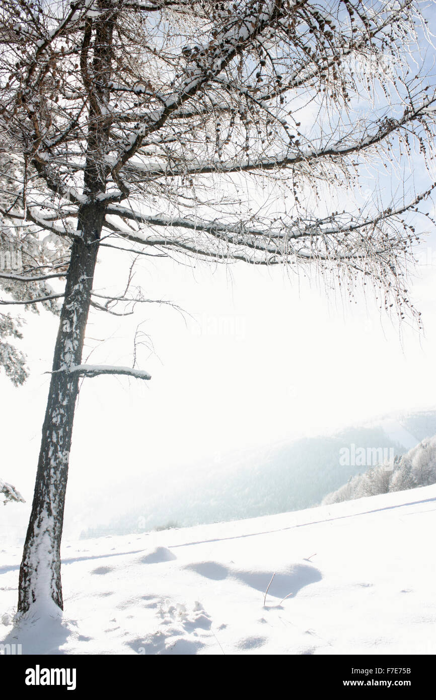 Tree Forest Covered by Snow Stock Photo - Alamy