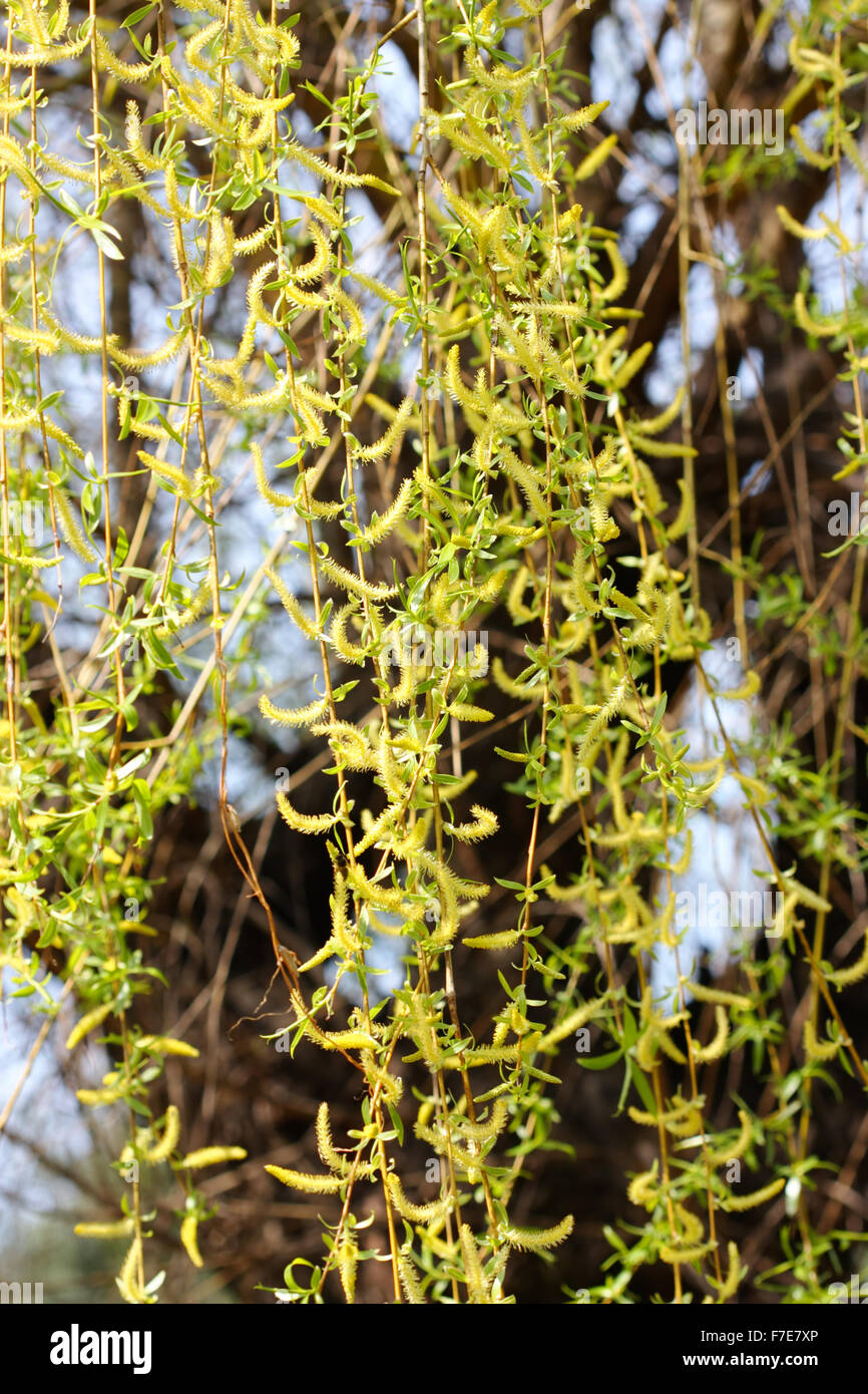 Weeping willow in flower Stock Photo - Alamy