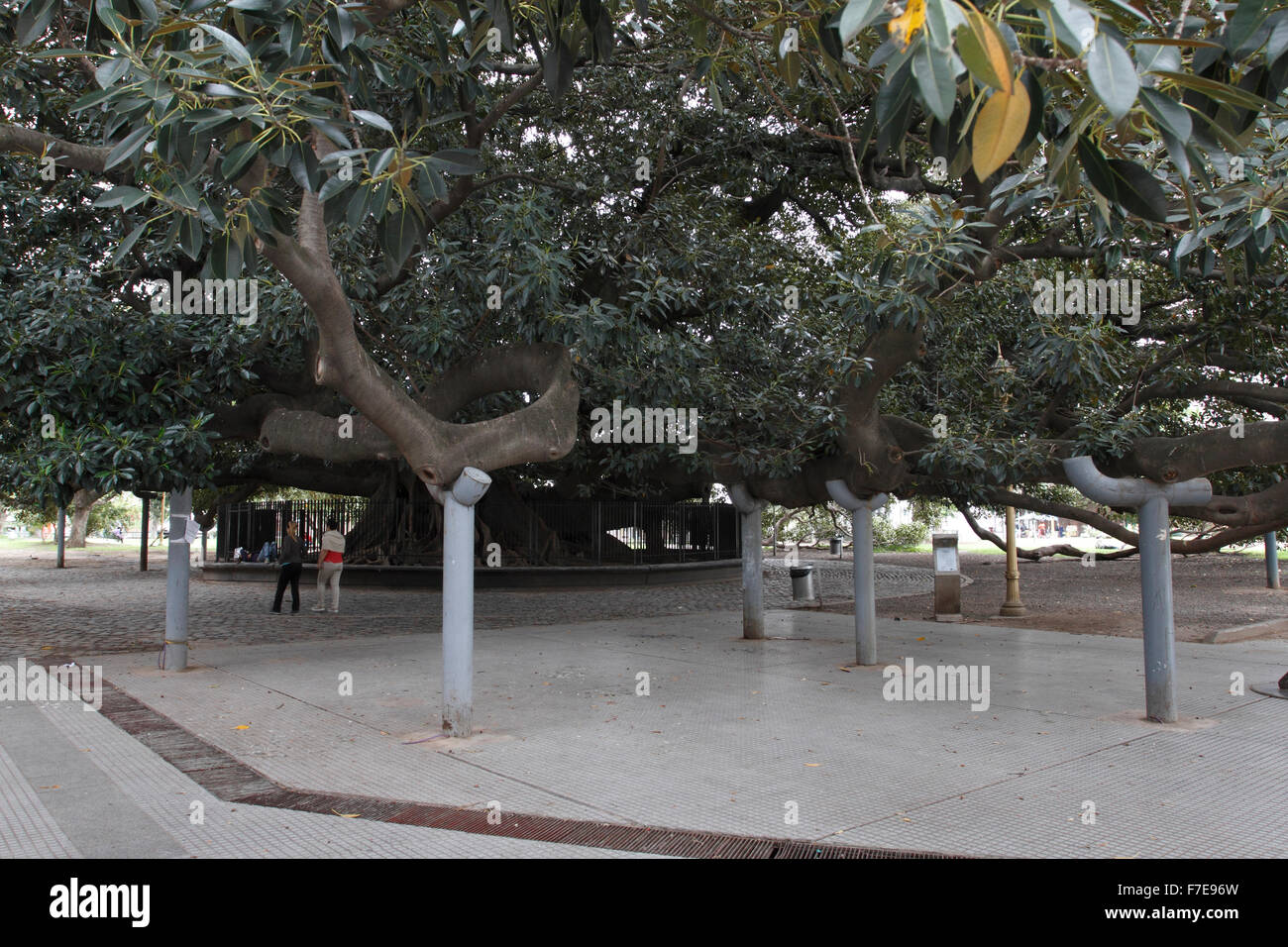 Propped tree hi-res stock photography and images - Alamy