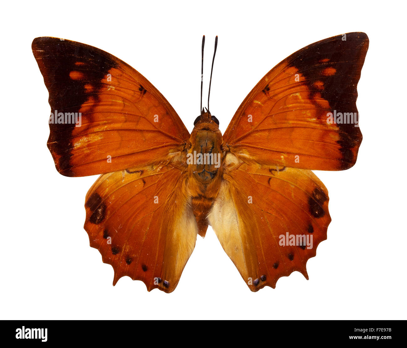 The Tawny Rajah butterfly. Isolated over white with clipping path Stock ...
