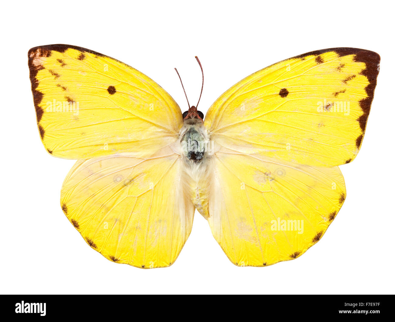 The Lemon Emigrant butterfly. Isolated over white with clipping path ...