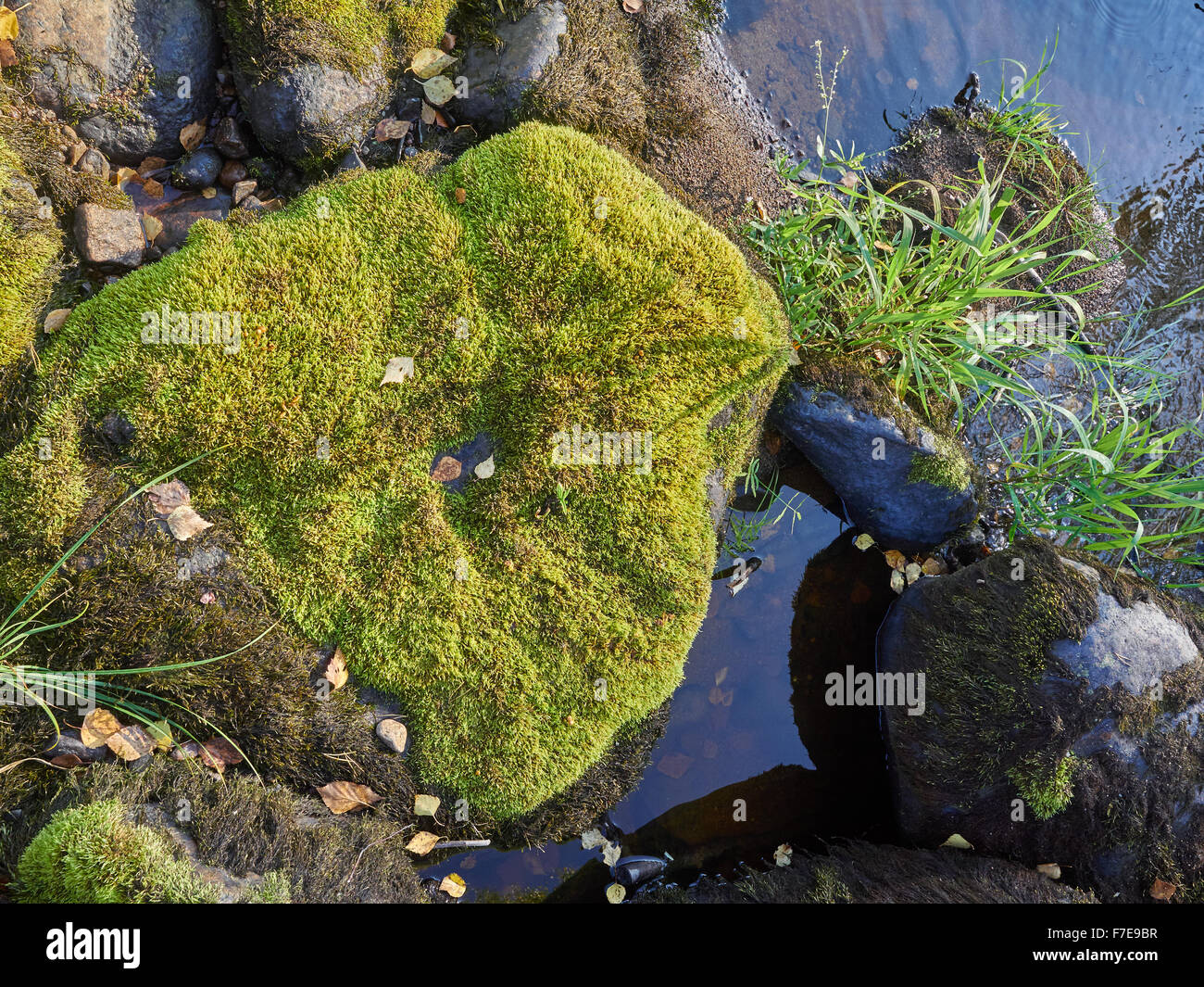 stones covered with moss in the water Stock Photo - Alamy