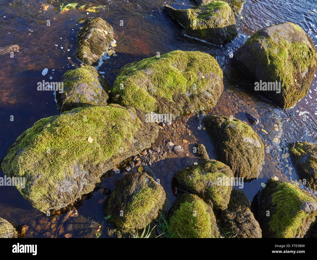 stones covered with moss in the water Stock Photo - Alamy