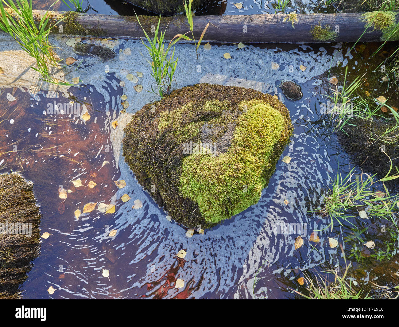 stones covered with moss in the water Stock Photo - Alamy