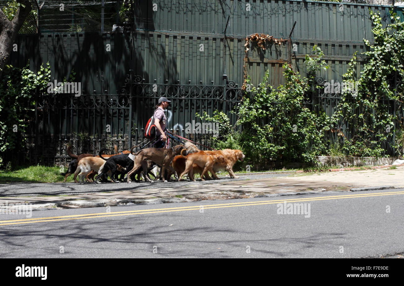 Buenos aires dog walker hi-res stock photography and images - Alamy