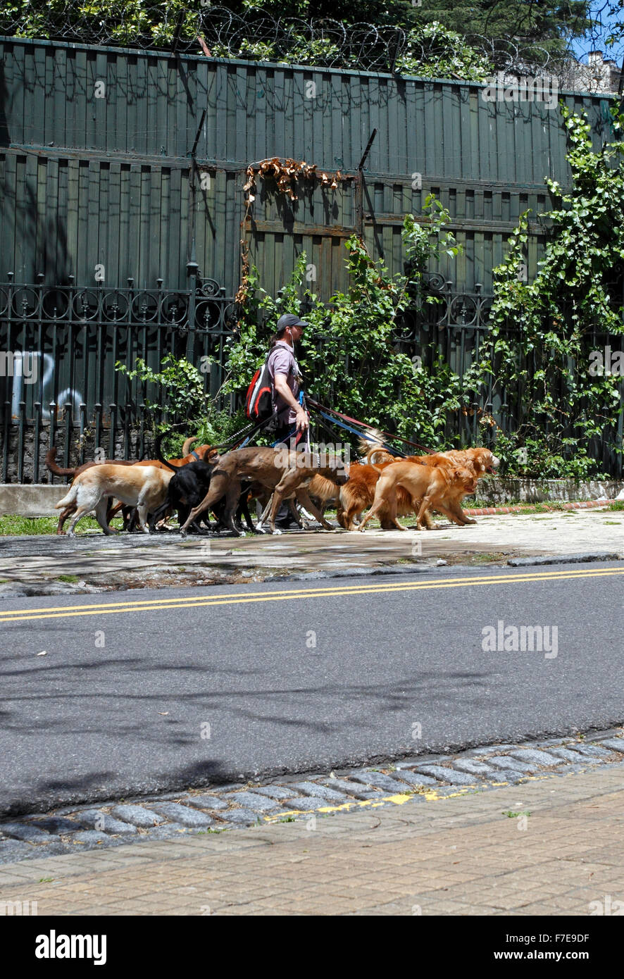 Dog walker with a large group of dogs Stock Photo - Alamy