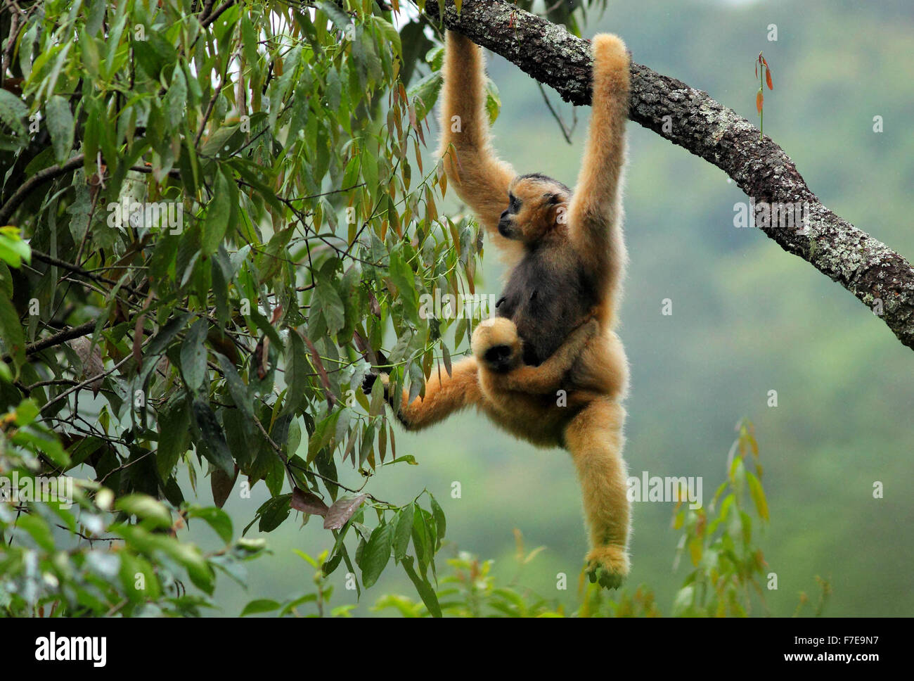 Eastern black crested gibbon hi-res stock photography and images - Alamy