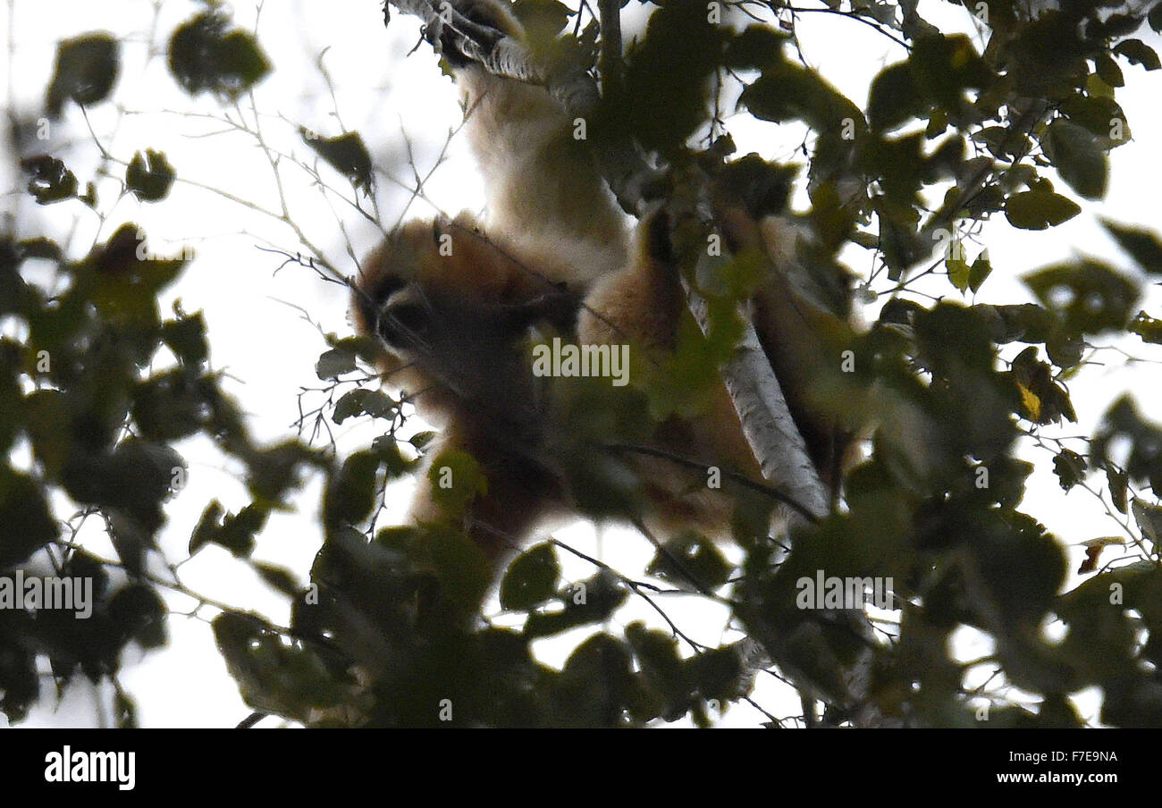 Eastern black crested gibbon hi-res stock photography and images - Alamy