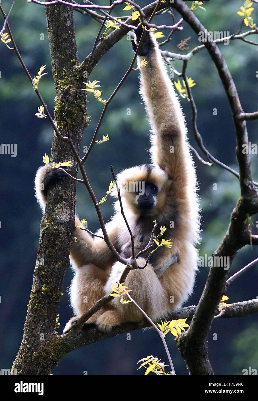 Black crested gibbon hi-res stock photography and images - Alamy