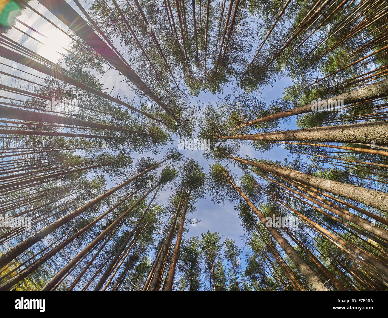 view of pine trees from below Stock Photo - Alamy