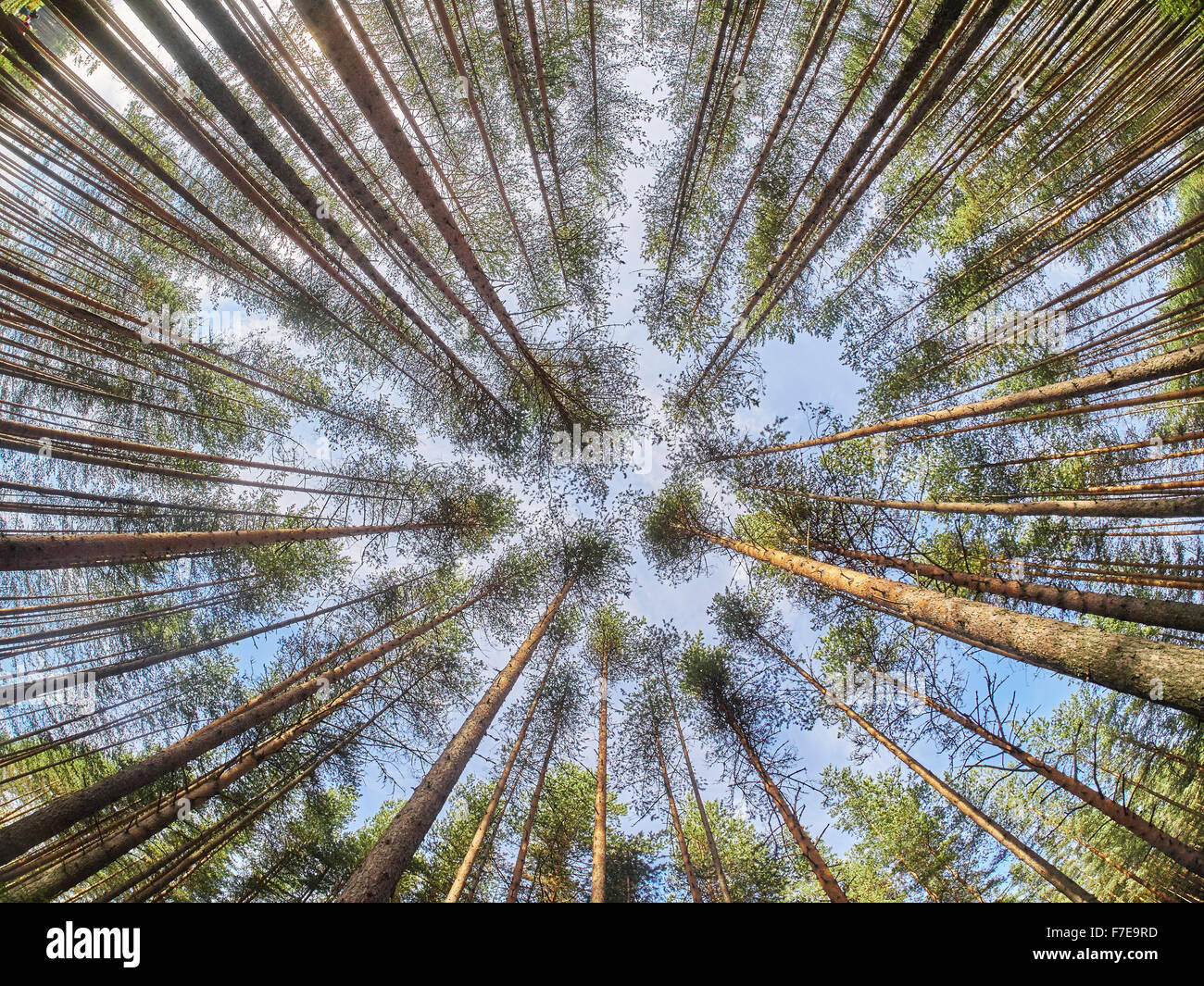 view of pine trees from below Stock Photo - Alamy