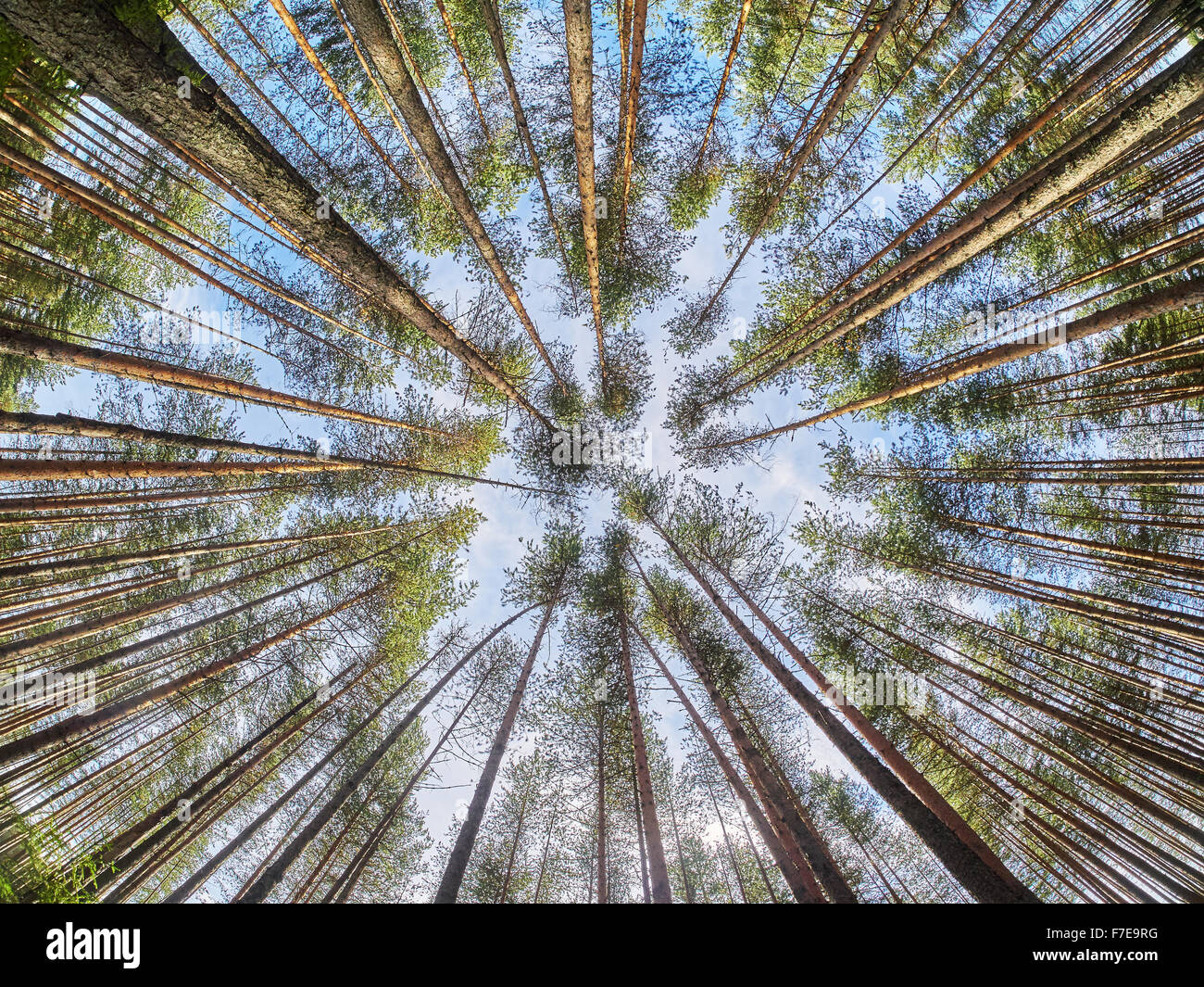 view of pine trees from below Stock Photo - Alamy
