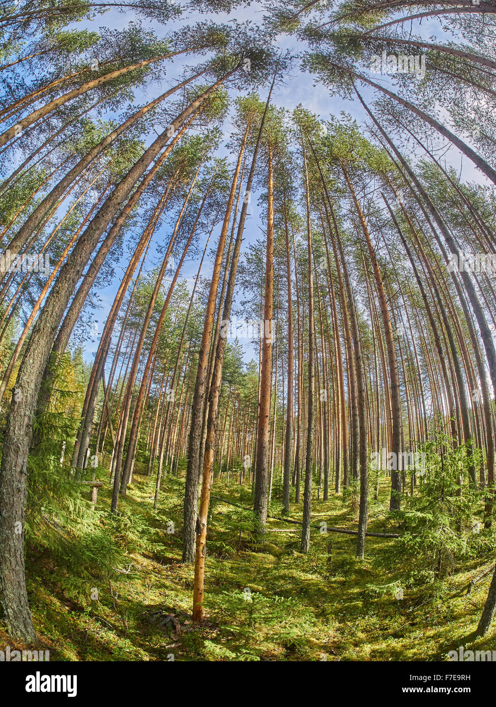 view of pine trees from below Stock Photo - Alamy