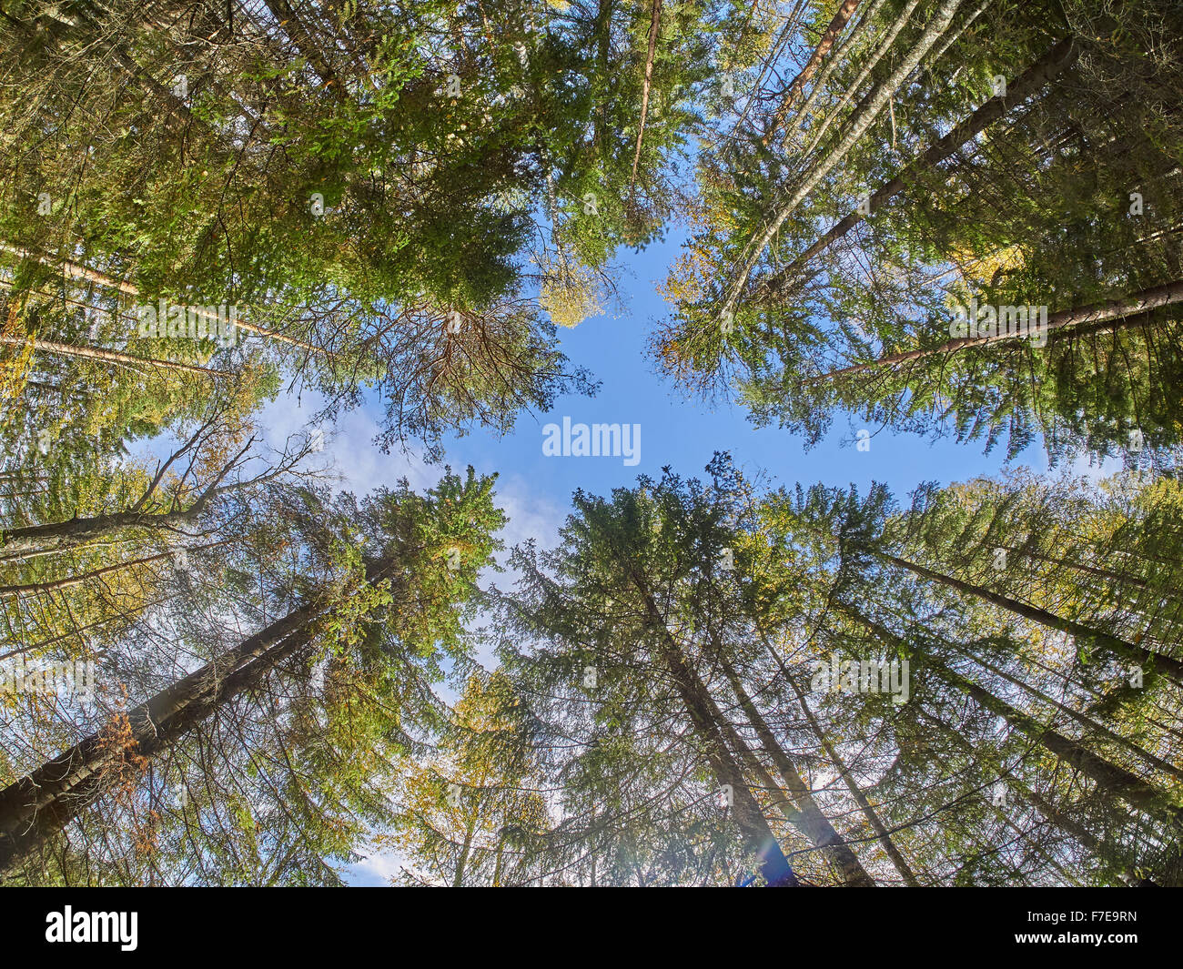 view of pine trees from below Stock Photo - Alamy