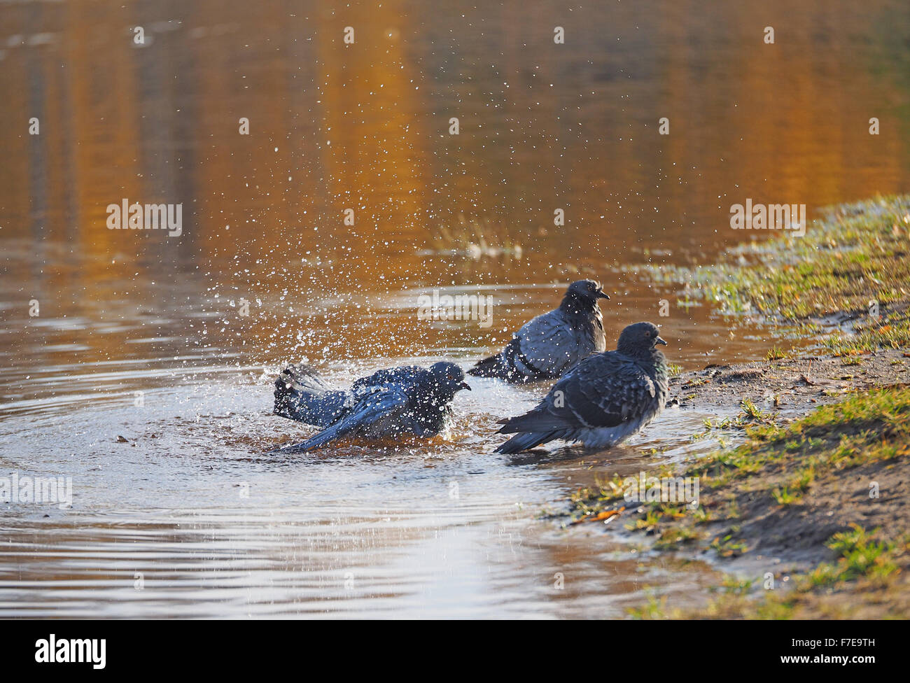 Pigeons swimming in the river Stock Photo - Alamy
