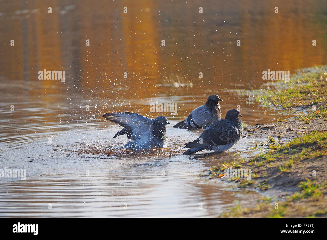 Pigeons swimming in the river Stock Photo - Alamy