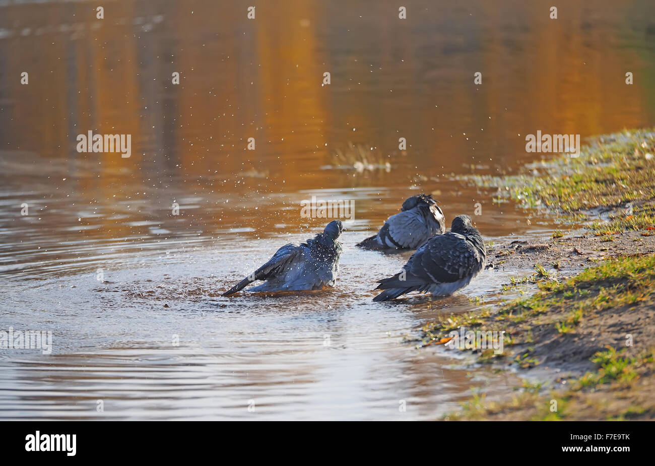 Pigeons swimming in the river Stock Photo - Alamy