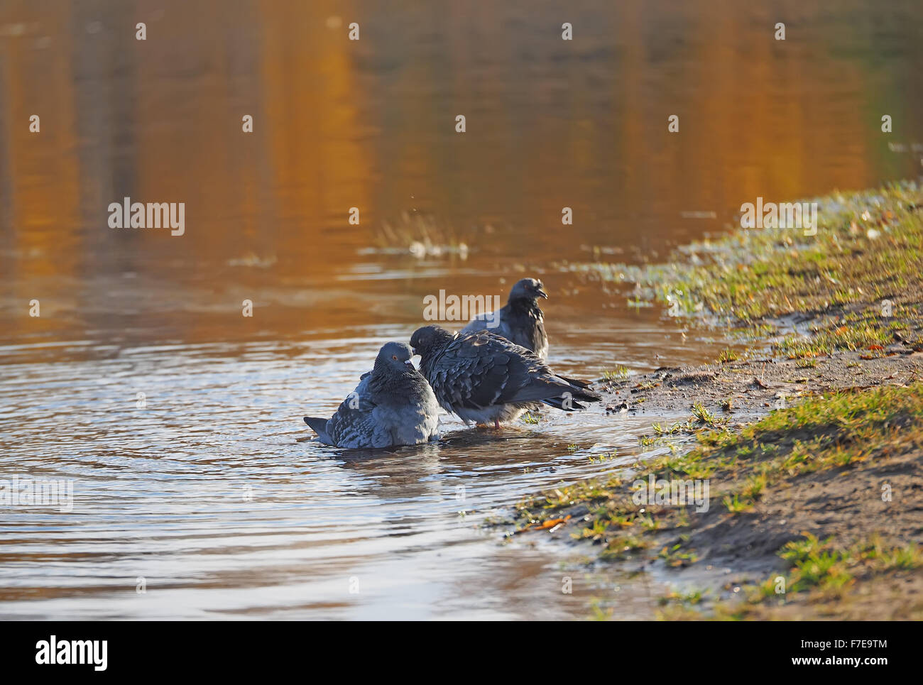 Pigeons swimming in the river Stock Photo - Alamy