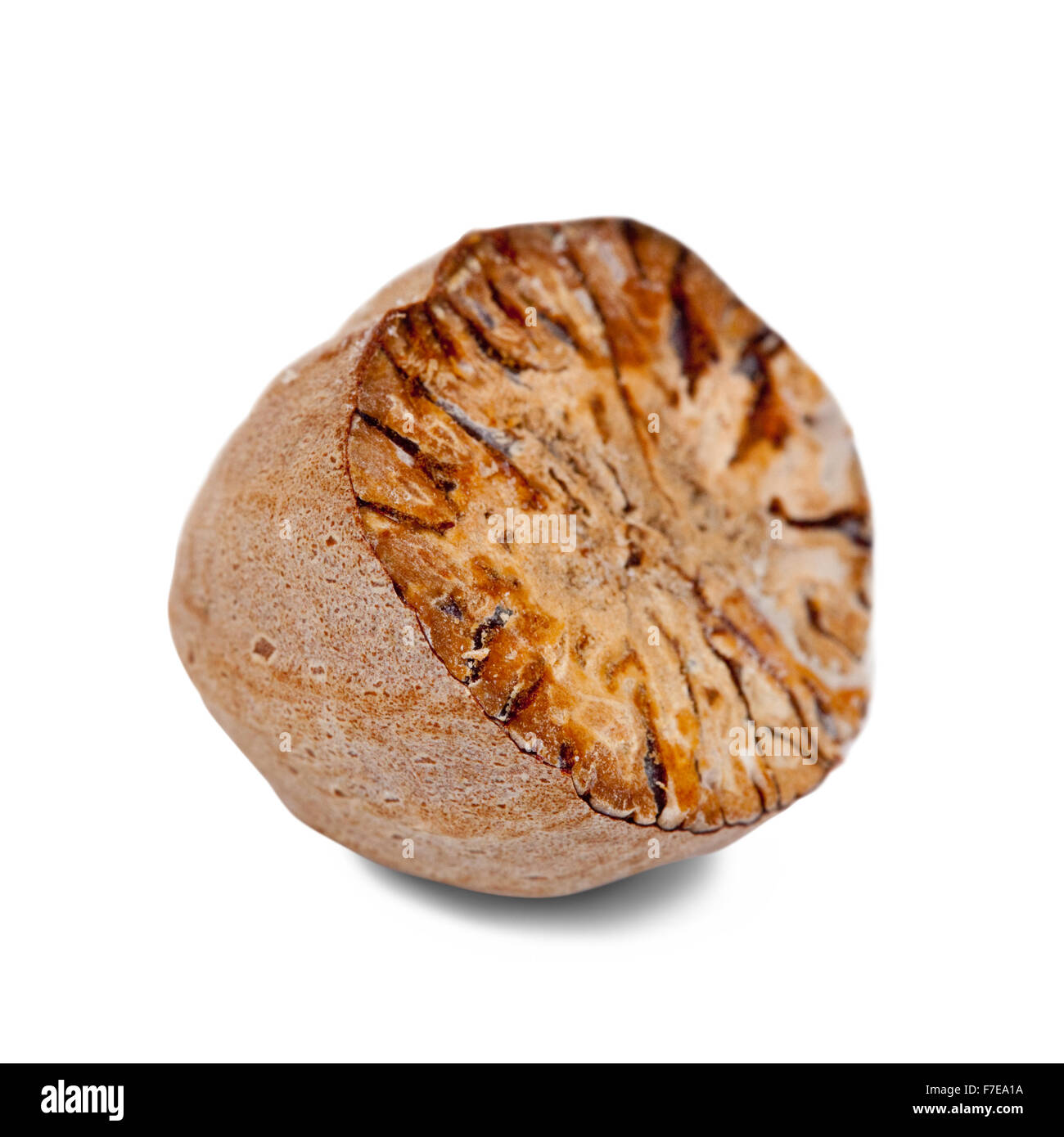 Half of nutmeg. Isolated on white background Stock Photo - Alamy