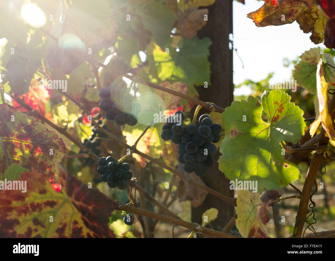 close up view of nice fresh white grape in nature Stock Photo - Alamy