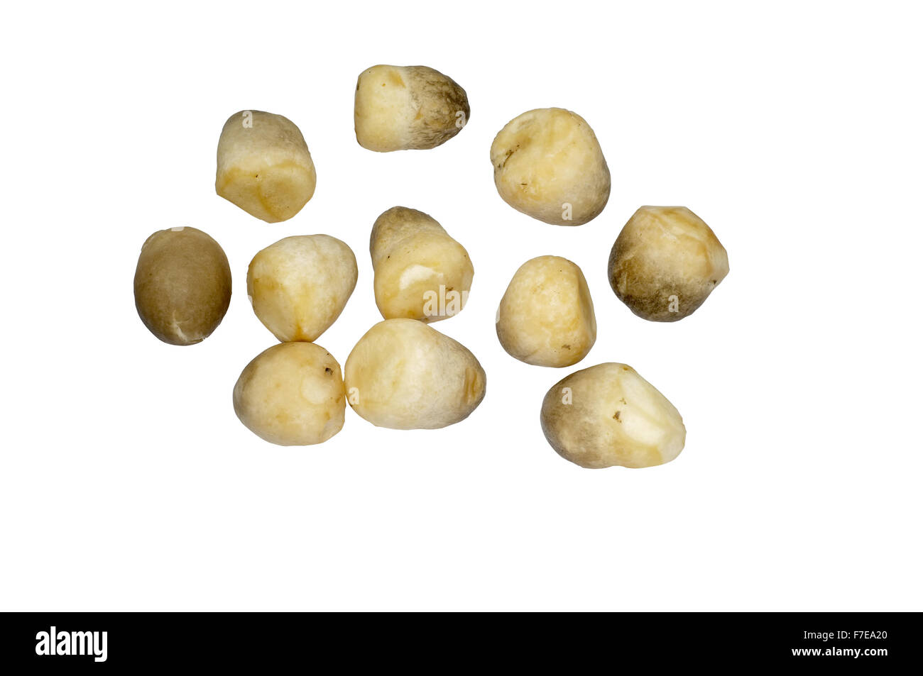 Paddy straw mushroom Stock Photo - Alamy