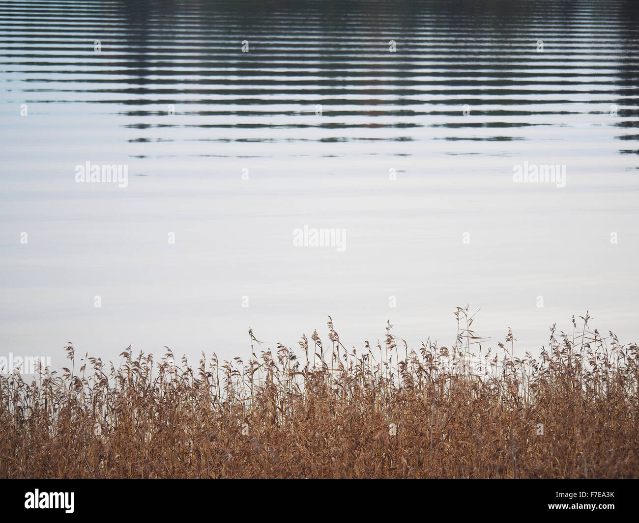 Dry reeds on the lake Stock Photo - Alamy